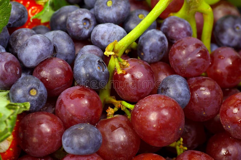Grapes stock image. Image of green, blueberries, nature - 63695