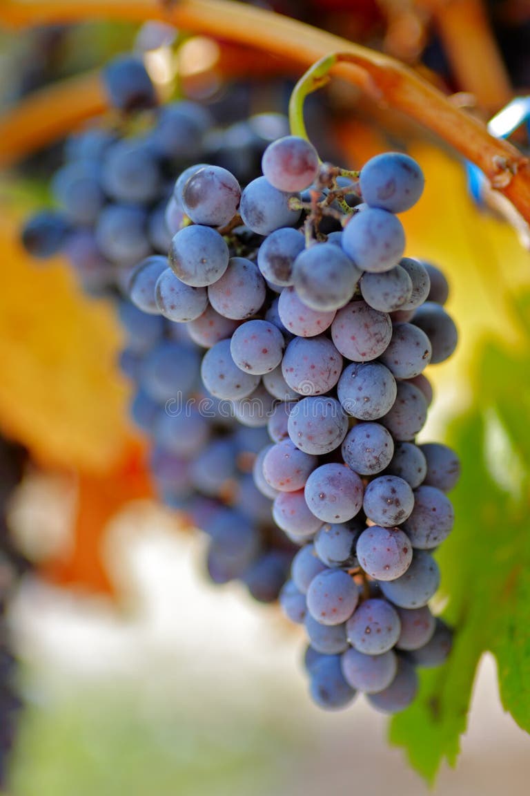 1,554 Ripe Sweet Violet Juicy Grapes Stock Photos - Free & Royalty-Free ...