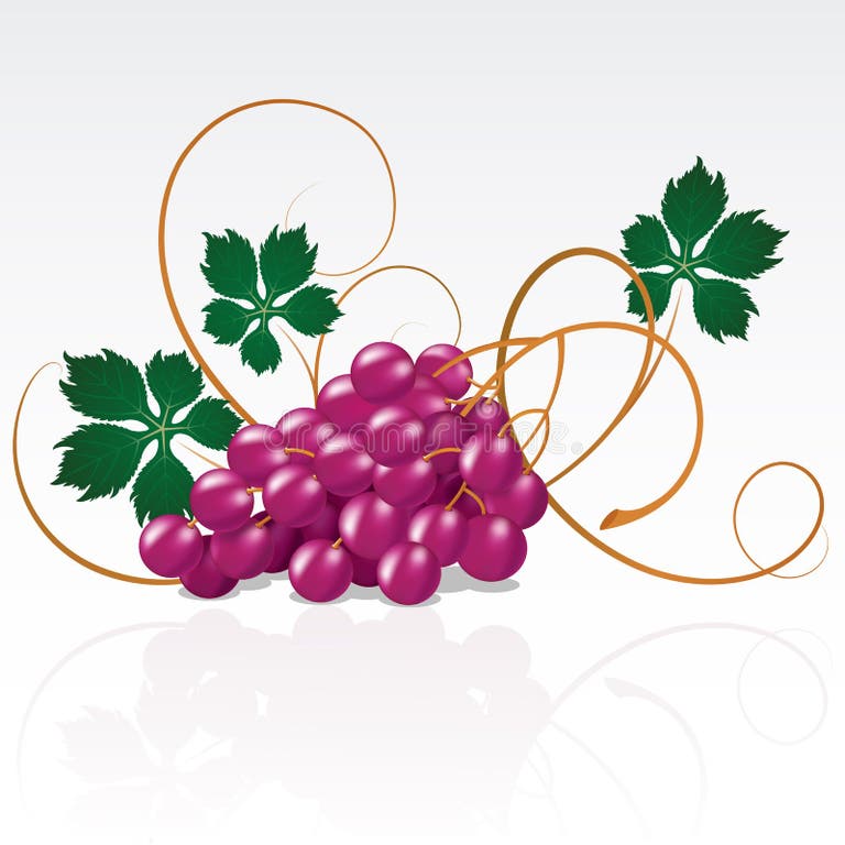 Grapes Vines Vector Stock Illustrations – 554 Grapes Vines Vector Stock ...