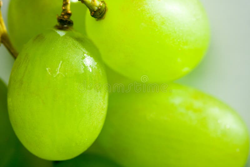 Hanepoot Grapes Stock Photos - Free & Royalty-Free Stock Photos from ...