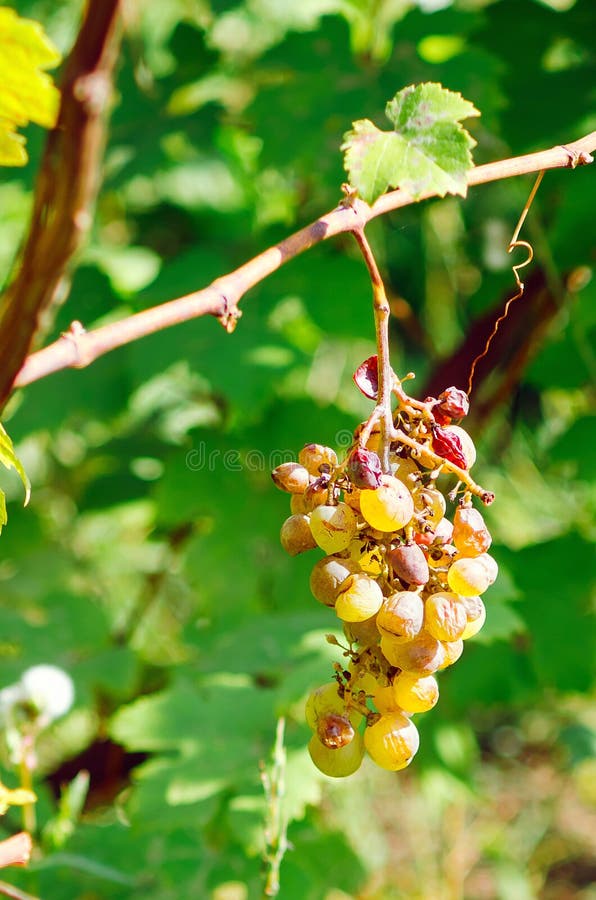 Pest Of Grape Vine Tick, Fitoptus. Stock Image - Image of farmland ...
