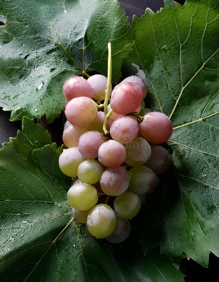 Grapes are Arranged on Large Real Grape Leaves Stock Photo - Image of ...
