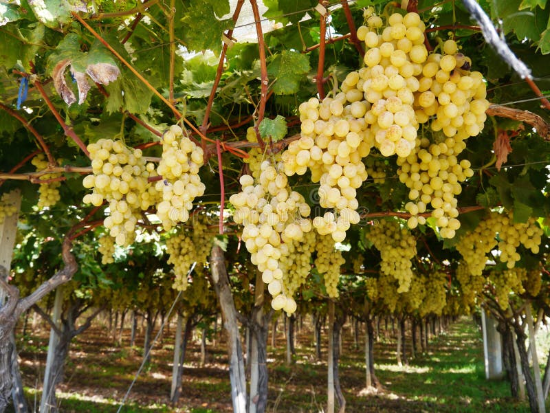 Grapes in autumn stock photo. Image of flavor, branch - 27400012