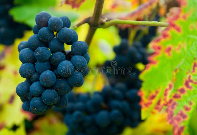 Grapes In Autumn Picture. Image: 6753235