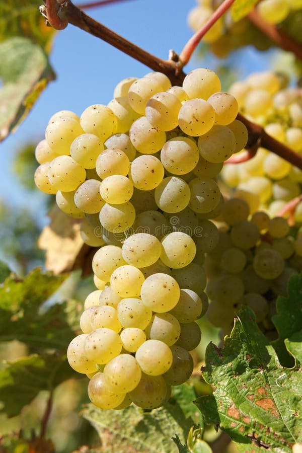 Grapes in the autumn stock photo. Image of viniculture - 45739380