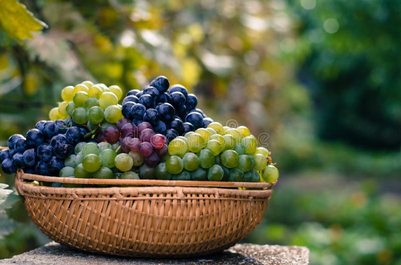 Grapes in autumn time stock photo. Image of bunch, rural - 59706366