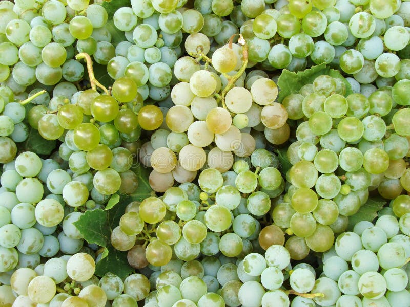 Grapes background stock photo. Image of bloom, season - 27008148