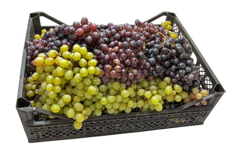 Grapes in a basket stock image. Image of refreshment - 20828481