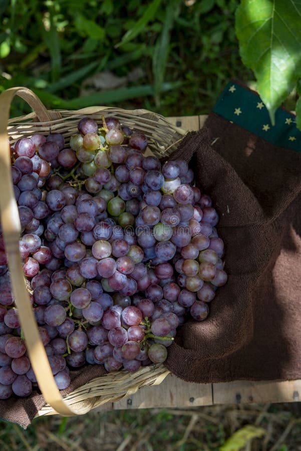 Grapes in a Basket on a Table in a Vineyard, Top View Stock Image ...