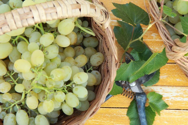 Baskets with grapes stock image. Image of fresh, beautiful - 100502797