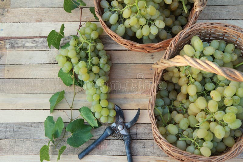 Baskets with grapes stock image. Image of nature, healthy - 100502837