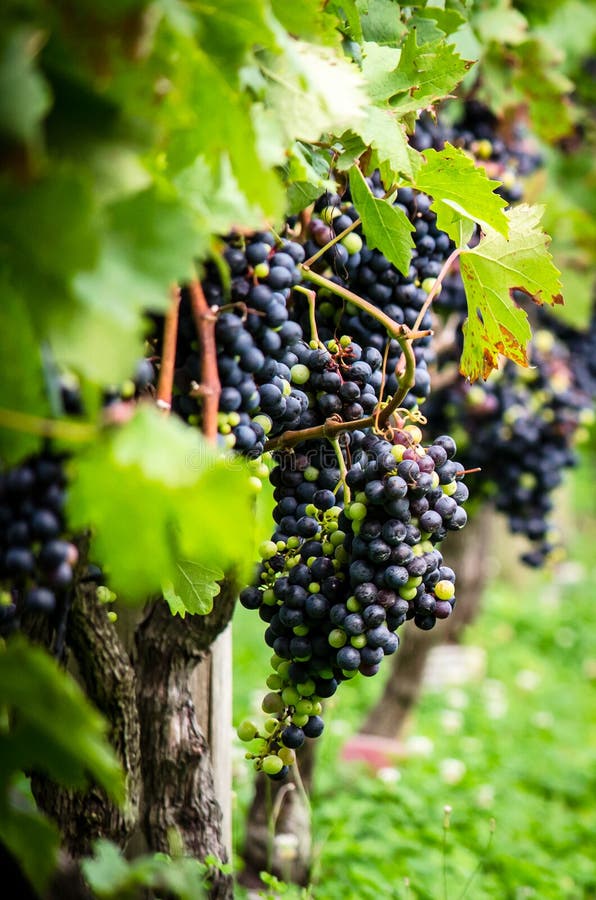 Grapes stock image. Image of vine, grape, brazil, south - 49888465