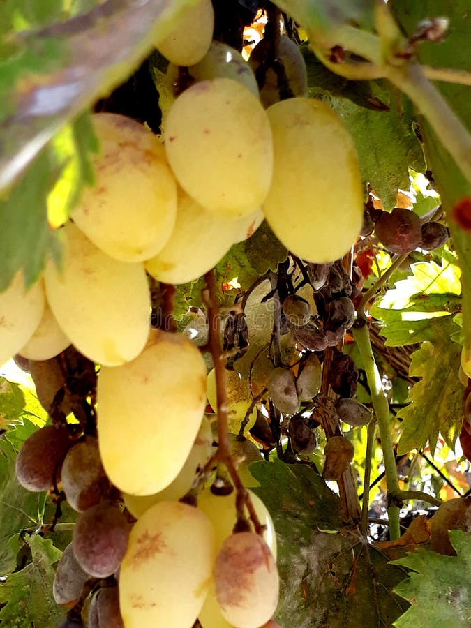 Grapes stock image. Image of yellowgrapes, fruit, grapes - 124394167