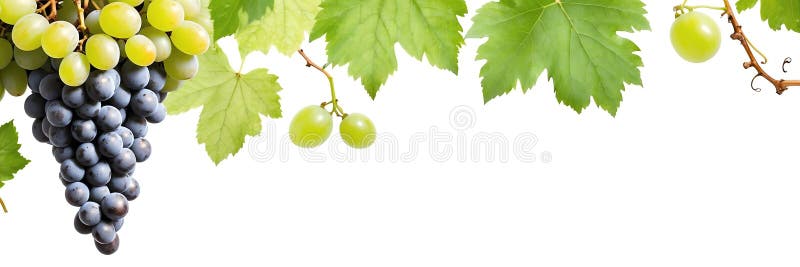Grapes on Border Side on Plain White Background Copyspace Ai Generated ...