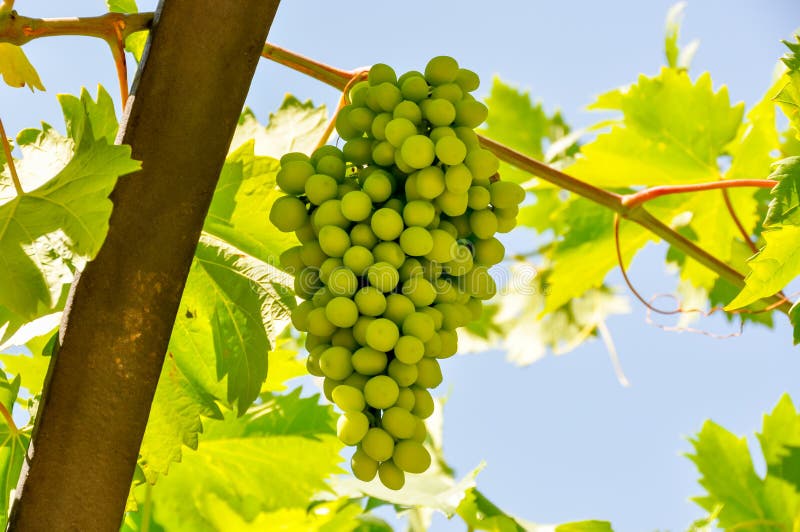 Grapes in Botanical Garden of Madrid, Spain Stock Image - Image of ...