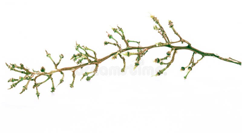 Grapes Branch stock photo. Image of nature, food, branch - 30644968