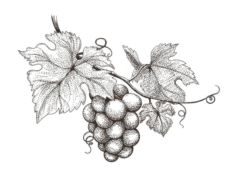 Grapes branch etching stock vector. Illustration of etching - 372961567