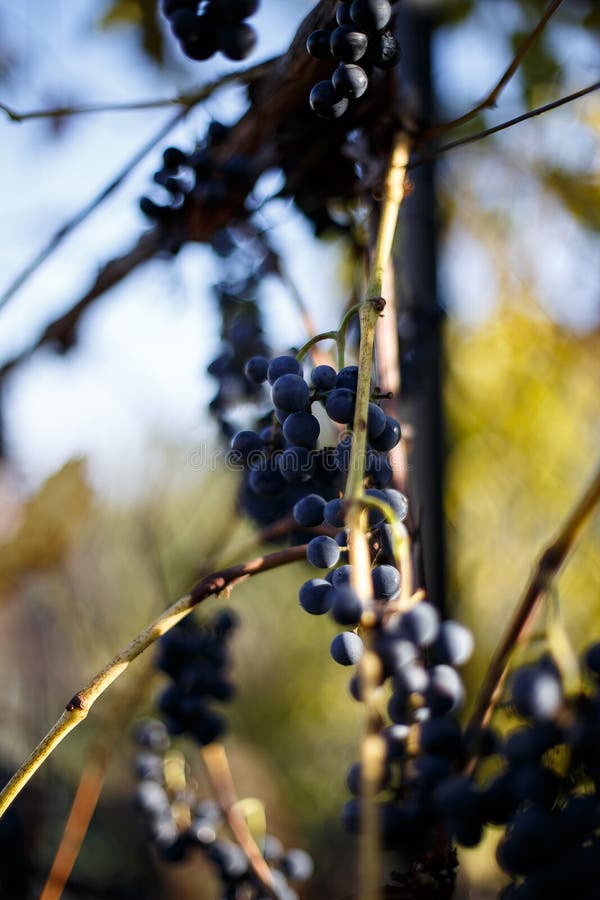 Grapes on a branch stock image. Image of field, closeup - 103419411