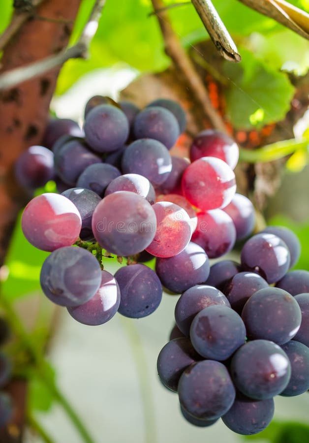 Grapes on a branch stock image. Image of fruit, grow - 34073813