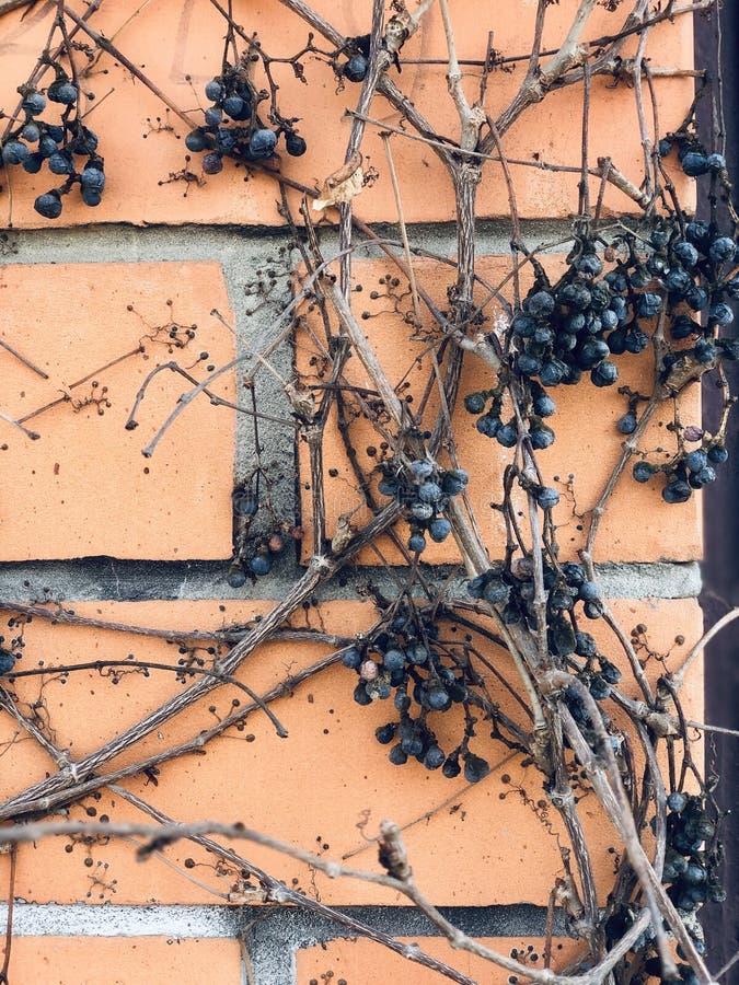 Grapes on a brick wall stock photo. Image of wall, spring - 213247640