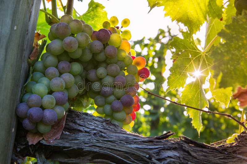 Grapes bunch stock photo. Image of cultivated, bunch - 43496552