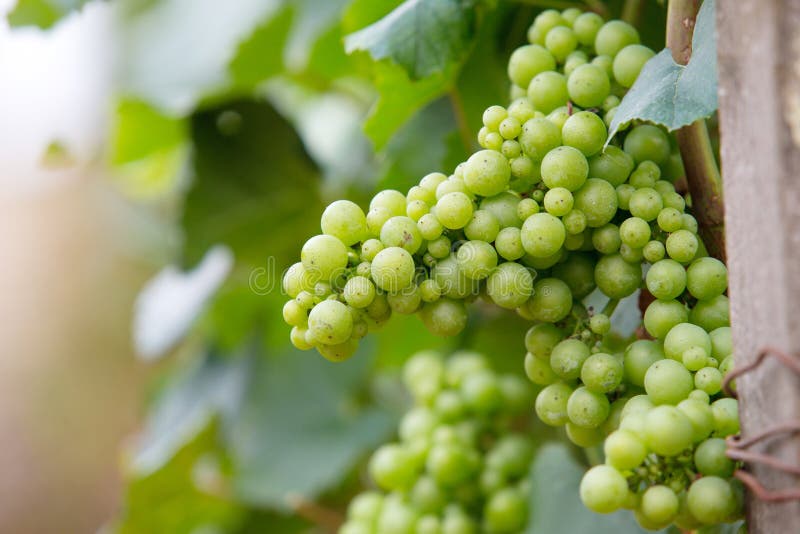 Grape bush close-up stock photo. Image of leaves, harvest - 110758284