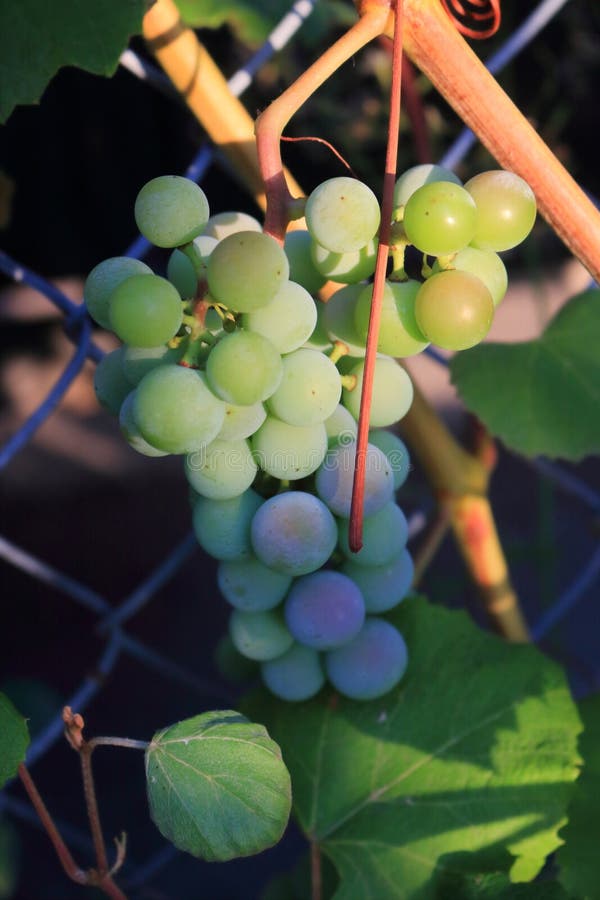 Grapes and Chain Link Fence Stock Photo - Image of fence, fruit: 336097958
