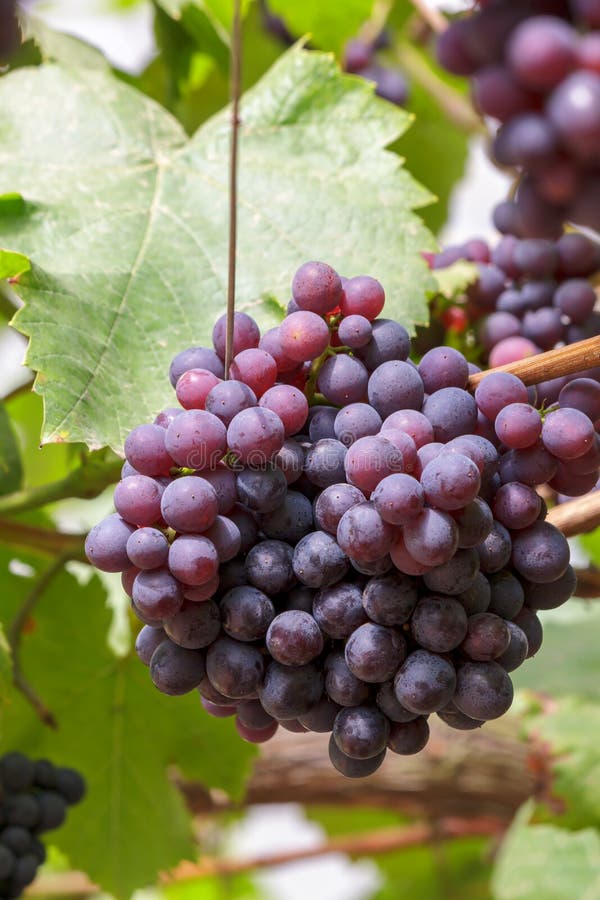 Grapes stock photo. Image of green, fresh, vines, harvest - 42748990