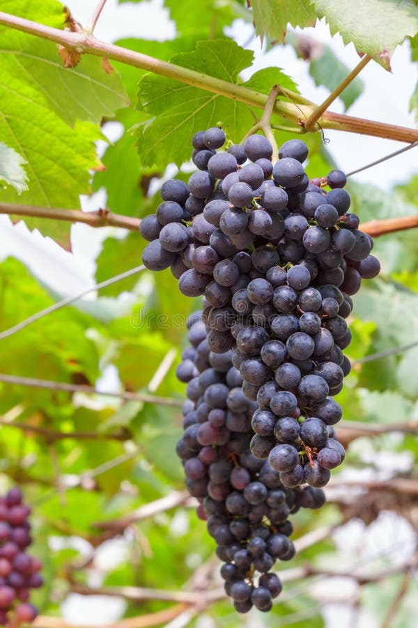 Grapes stock image. Image of vineyards, vineyard, harvest - 42749041