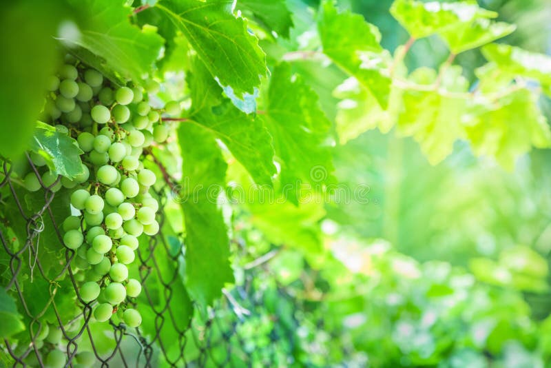 Grapes stock image. Image of cluster, deciduous, grapevine - 72808413