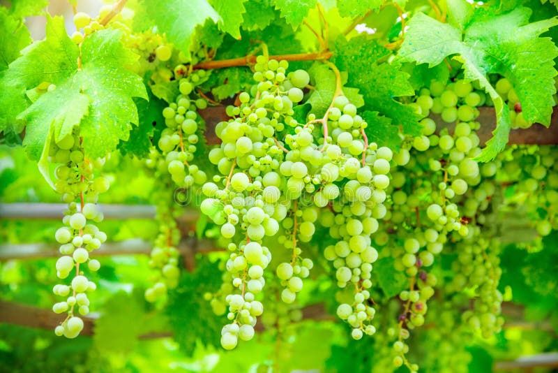 Grapes stock image. Image of cluster, close, fresh, ground - 85584479