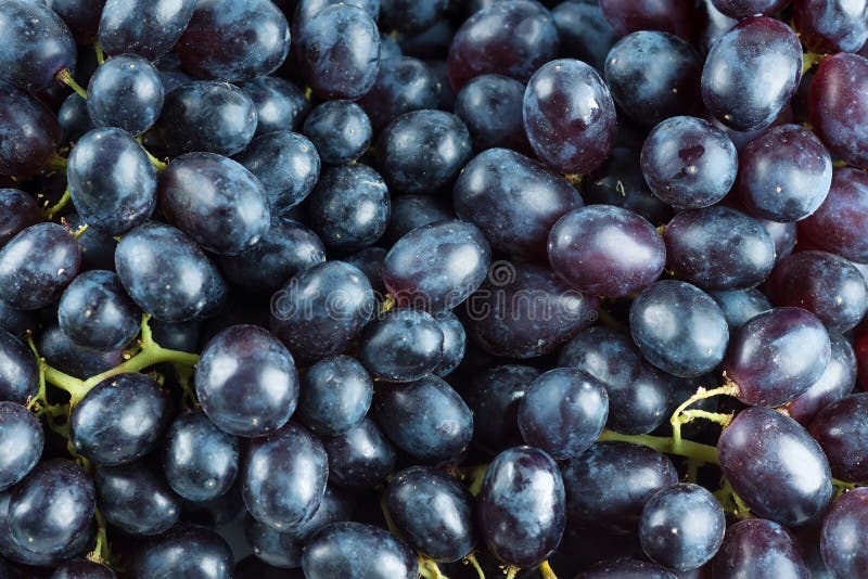 Grapes closeup stock image. Image of wine, close, fruit - 59039977