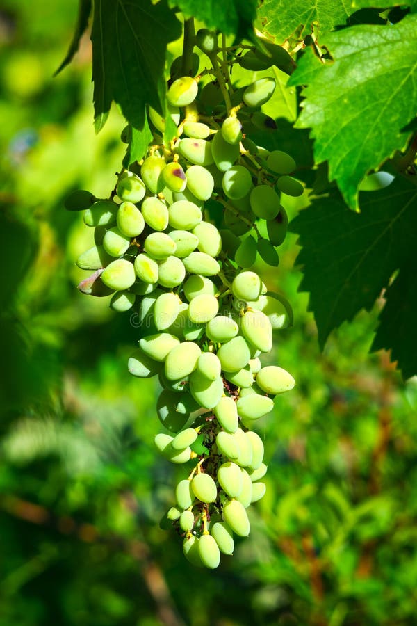 Grapes stock image. Image of farming, grocery, food, grape - 10585319