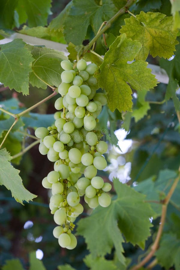 Grapes cluster stock photo. Image of organic, growth - 12462016