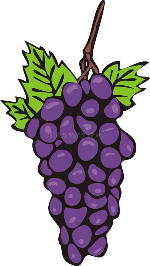 Grapes cluster stock vector. Illustration of fruits, juice - 13327565