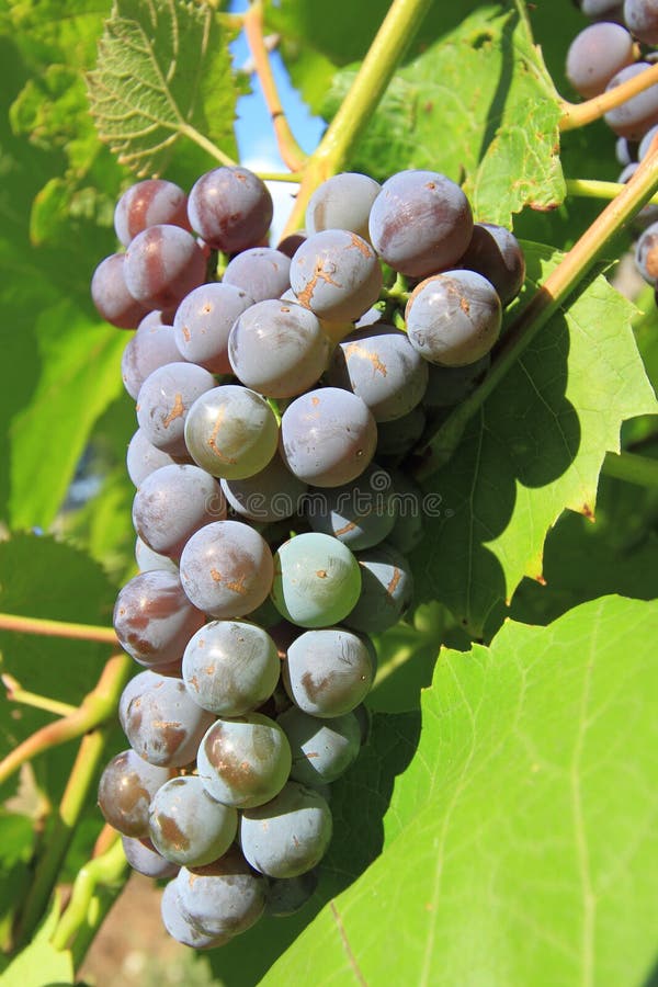 Grapes cluster stock photo. Image of cluster, grapes - 20949724