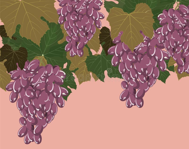 Grapes clusters pattern stock vector. Illustration of decorative - 71035095