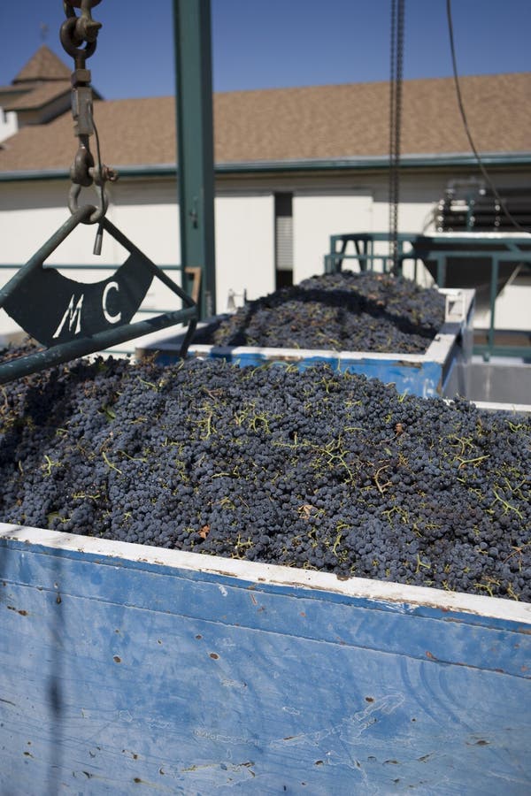 Grapes in Containers stock image. Image of factory, harvest - 29647945