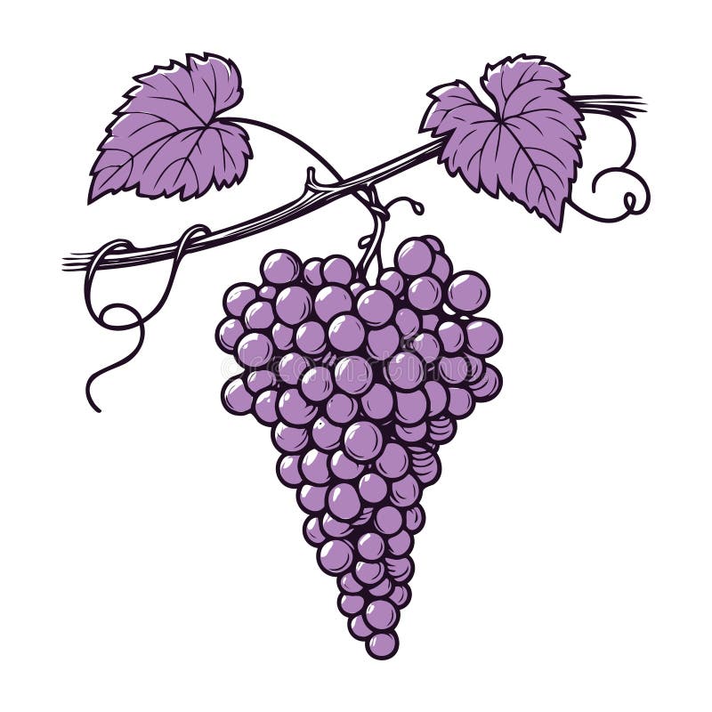 Grapes in Continuous Line Drawing Style. Vector Illustration. Stock ...