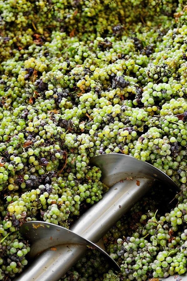 Grapes Crushed by Industrial Machinery Stock Image - Image of destemmer ...