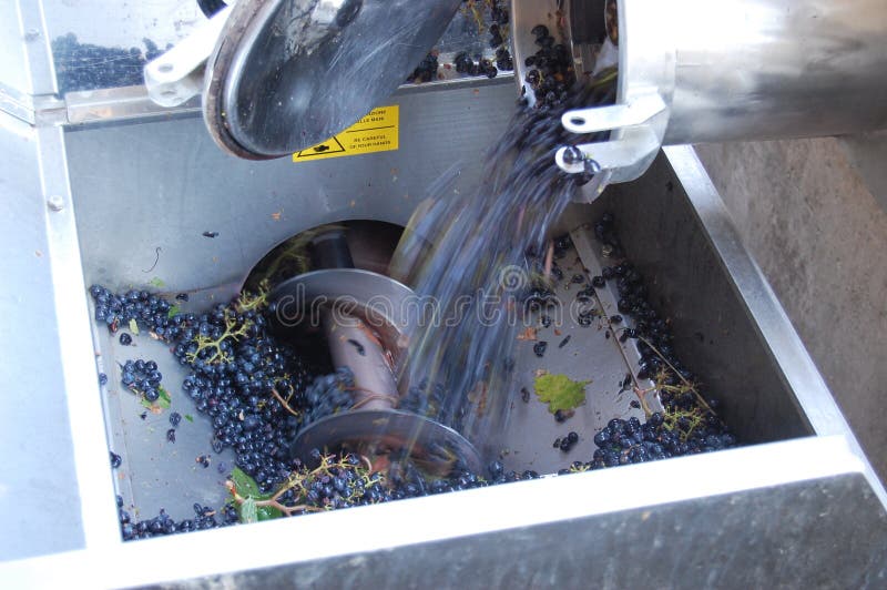 Grapes in the crusher stock image. Image of agriculture - 11048441