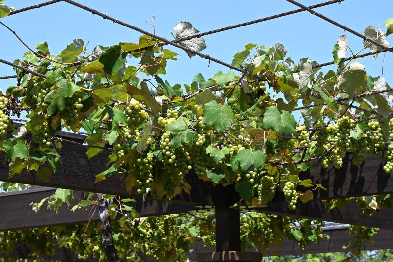 Grapes Cultivation. Background Material for Fruit Cultivation Stock ...