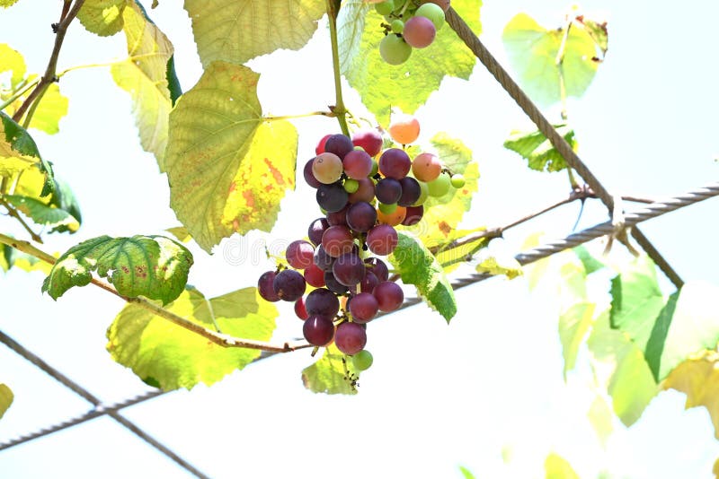Grapes Cultivation. Background Material for Fruit Cultivation Stock ...