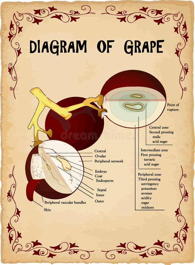 Grapes Diagram Illustration Stock Vector - Illustration of science ...