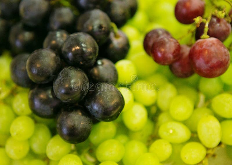 Grapes of different colors stock photo. Image of viticulture - 40560392