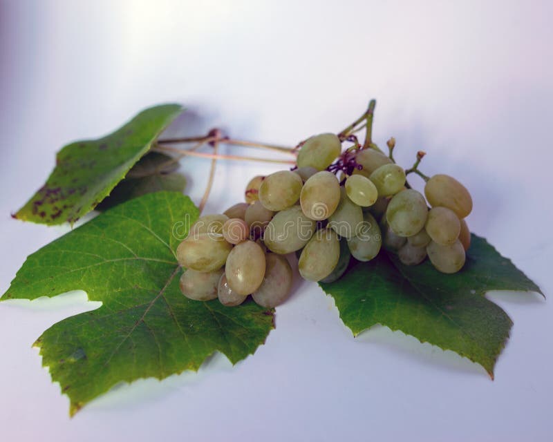 Grapes of Different Shapes and Colors on the Table, Grape Tasting and ...