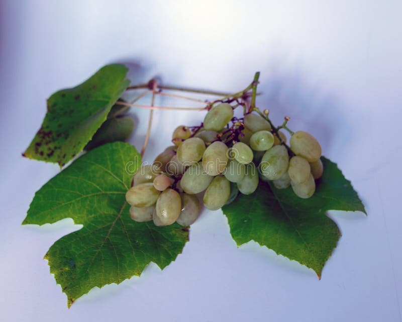 Grapes of Different Shapes and Colors on the Table, Grape Tasting and ...