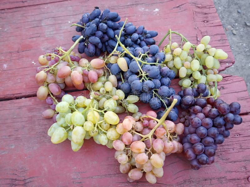 Grapes of Different Sorts on the Farm Stock Image - Image of region ...