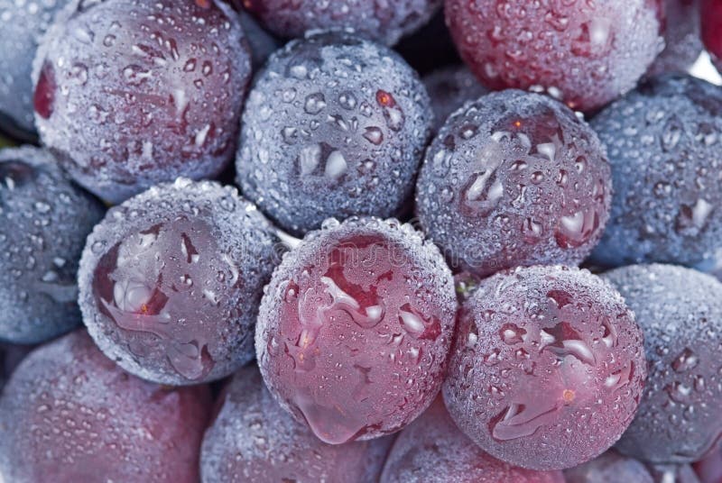 Grapes with drops, fruit. stock image. Image of grapevine - 9955669