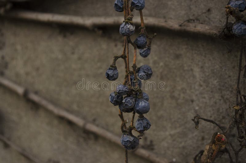 316 Wrinkled Grapes Stock Photos - Free & Royalty-Free Stock Photos ...